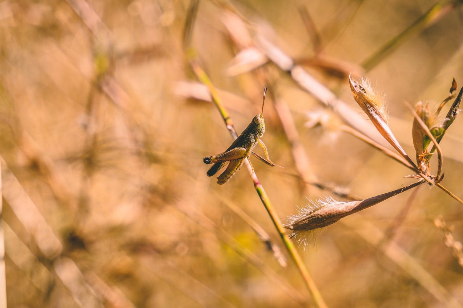 Interpretează GREIERUL din visul tău [în 2025] - DreamGeek