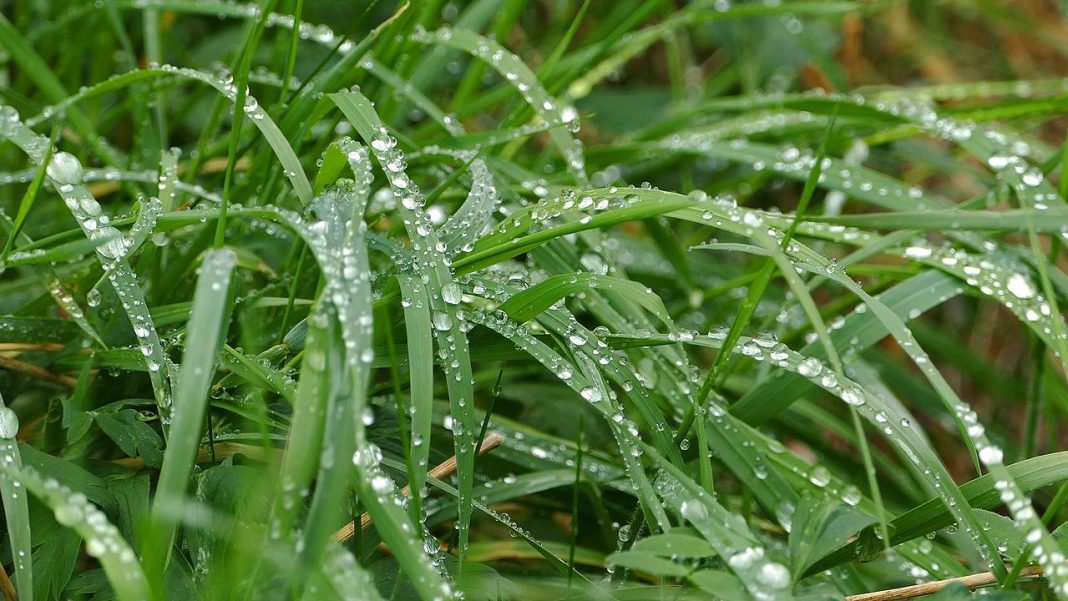 IARBĂ în vis: Ce spune despre tine? [în 2025] - DreamGeek