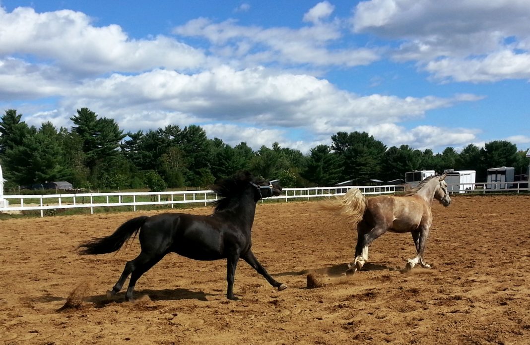 Simbolismul CAILOR NEGRI în vis [în 2025] - DreamGeek