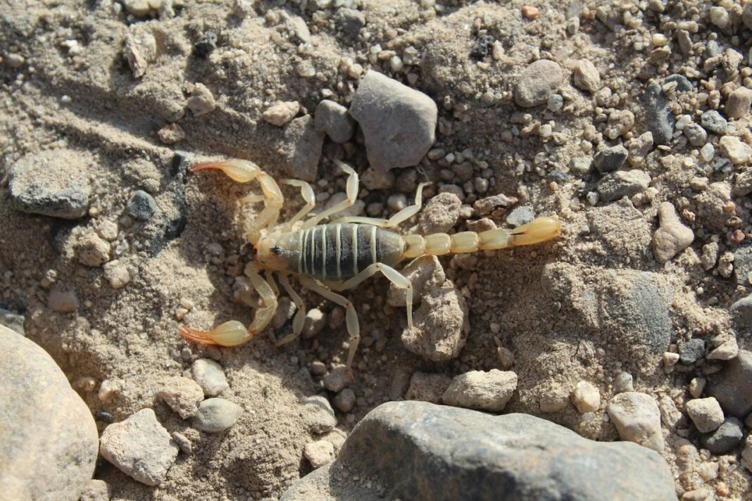 Interpretare vis în care apare un scorpion galben - DreamGeek.ro